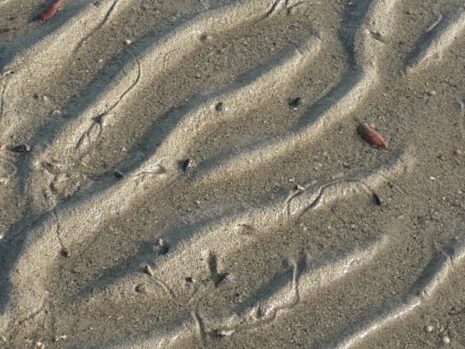 The fascinating world of sea creatures at the world's largest shallow ...