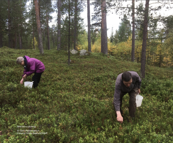 Food habits of Indigenous People: Arctic nomads Sámi's ancestral food ...