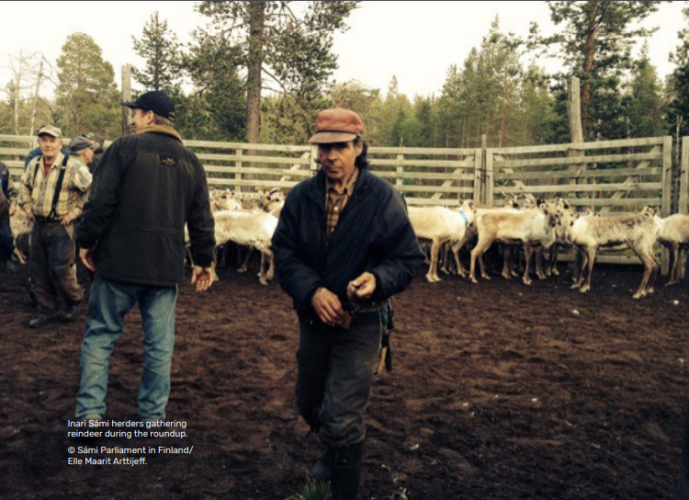 Food habits of Indigenous People: Arctic nomads Sámi's ancestral food ...