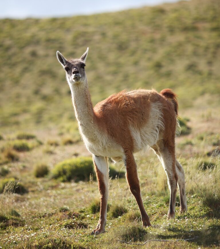 Camelids- the heroes of deserts and highlands