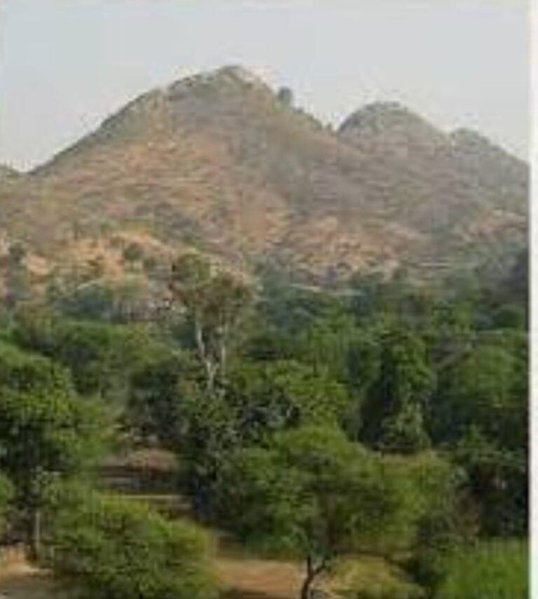 Global forest products trade stabilises after 2023 slump